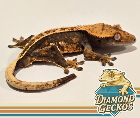 Tri Color Crested Gecko by Diamond Geckos