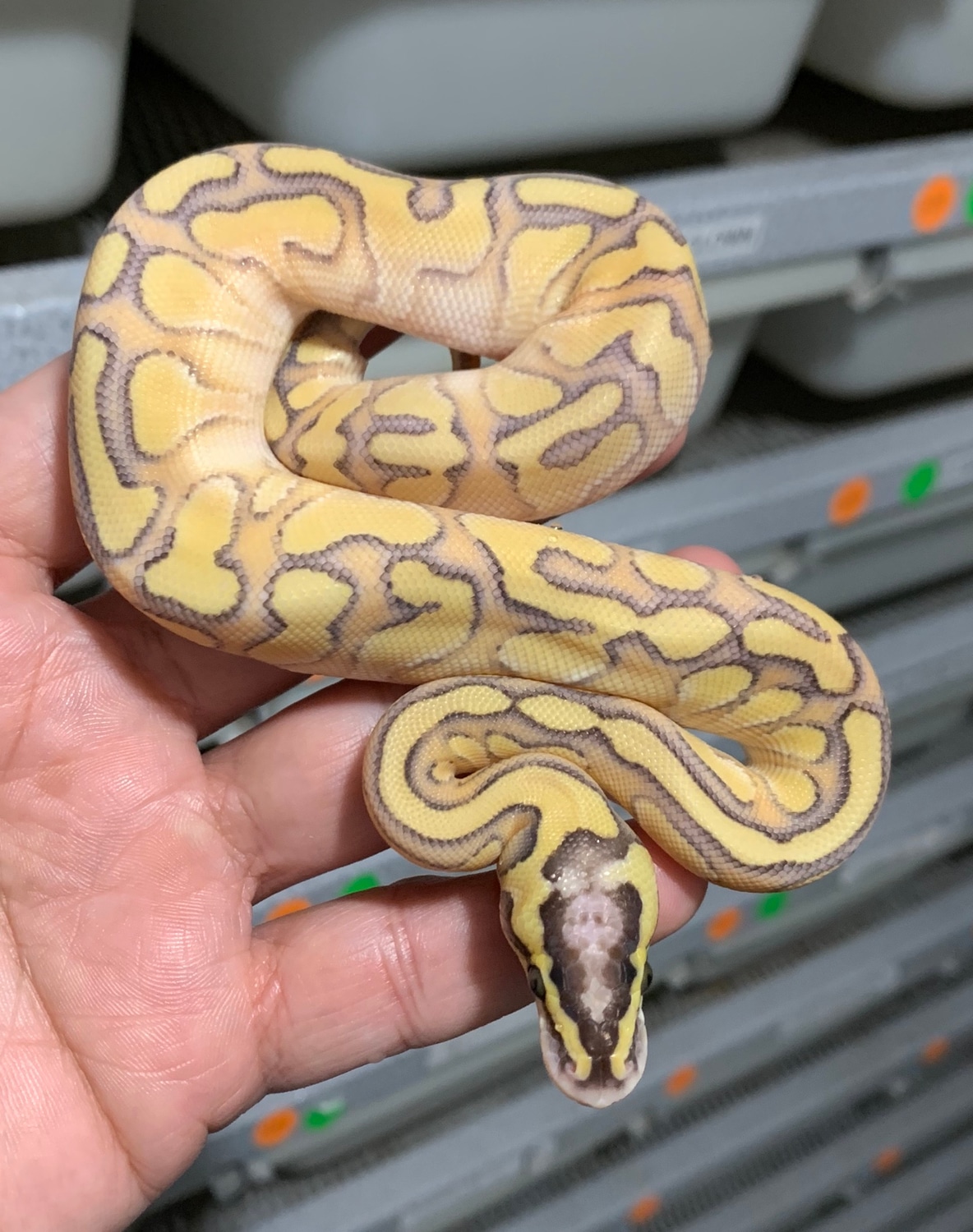 Orange Dream Yellowbelly Lesser Pastel 100% Het Clown Ball Python by ...