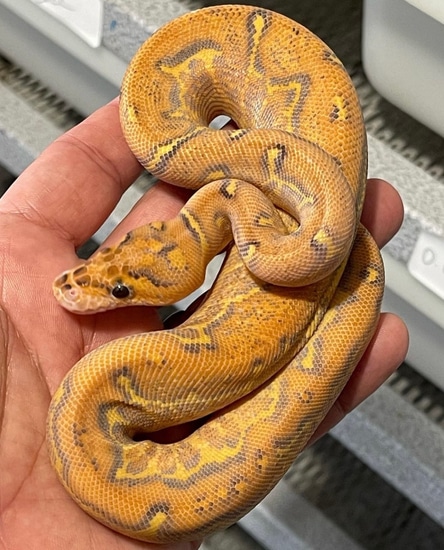 Highway Clown Ball Python by Diamondscaledreptiles