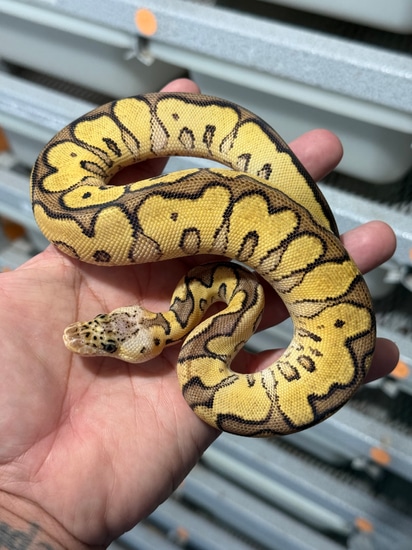 Pastel Yellowbelly Clown Ball Python by Diamondscaledreptiles