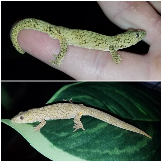 1.1 2020 E. Vieillardi Chameleon Gecko by Diapsid Evolution Reptiles