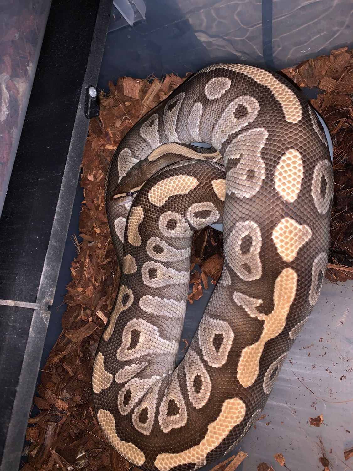 Mojave Breeding Pair Ball Python by Dibs_exotic_pets - MorphMarket