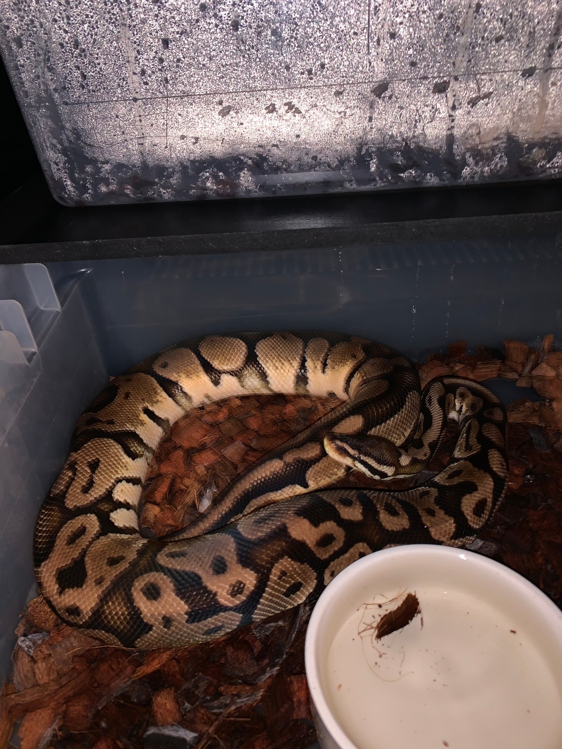 Ball Python by Dibs_exotic_pets - MorphMarket