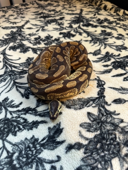 Enchi 100% Het Vpi Axanthic Hypo Ball Python by Worthi Exotics