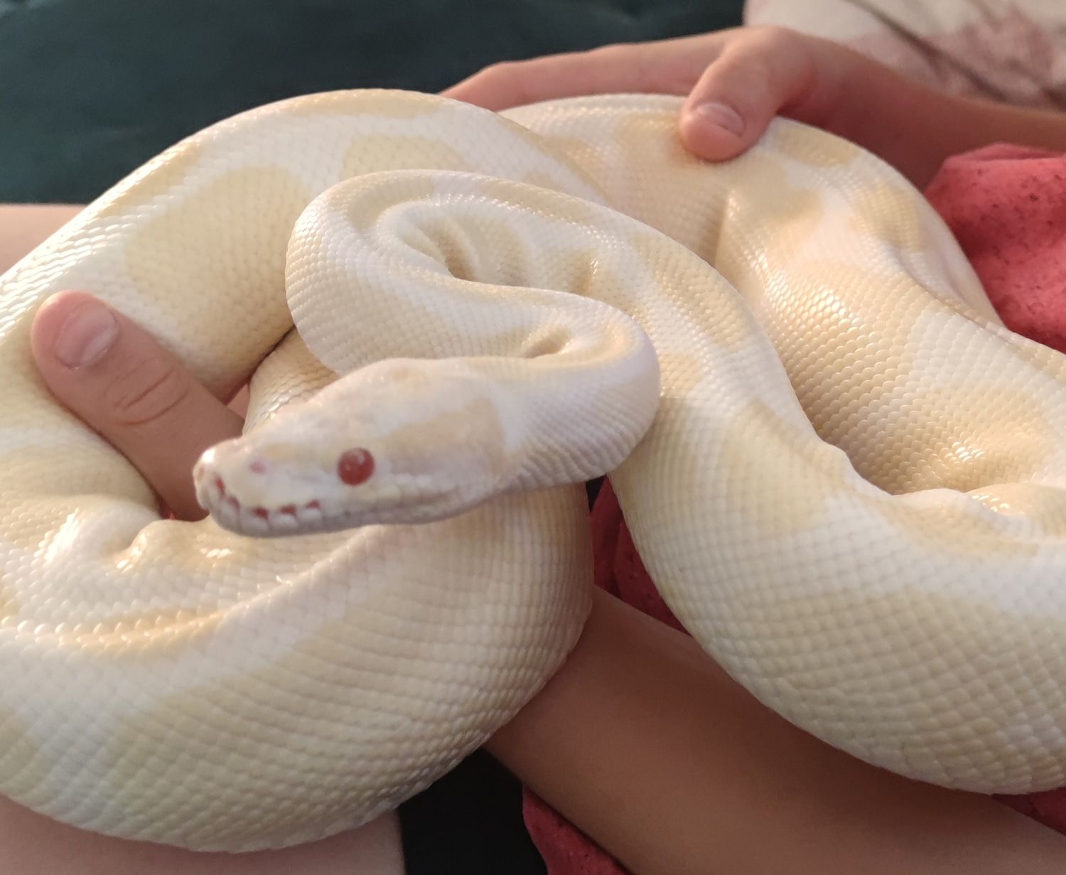 Albino Het Axanthic Königspython Ball Python by Medusa Balls - MorphMarket