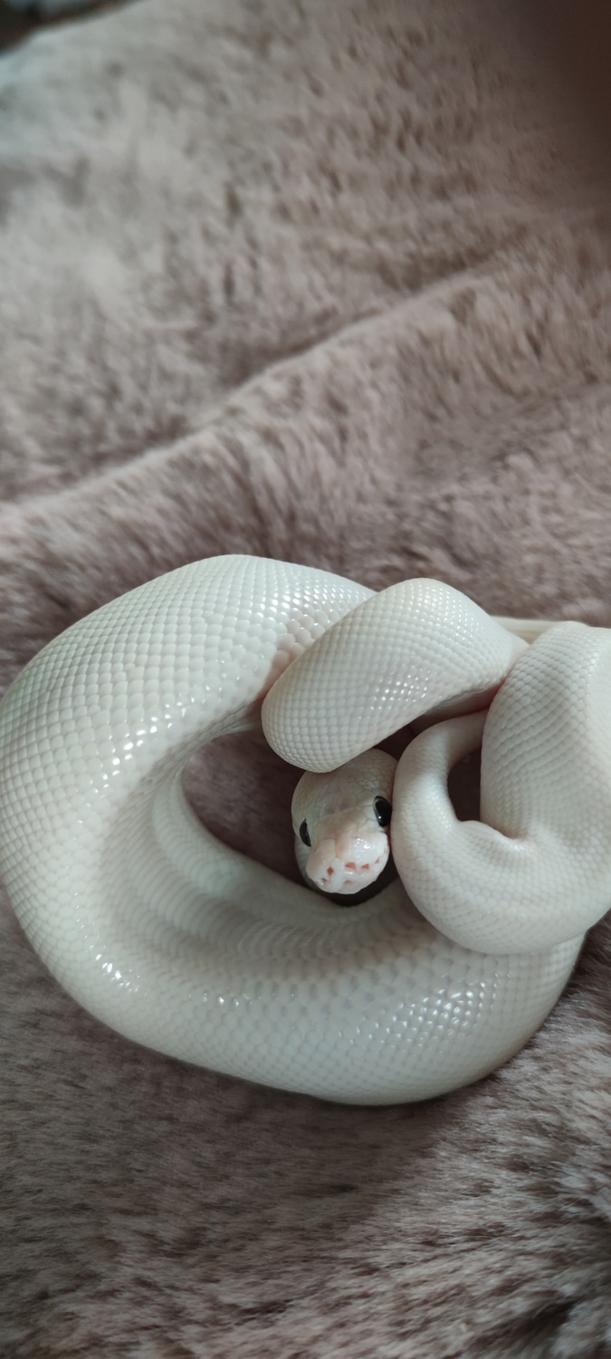 BEL Blue Eyed Lucy Karma Königspython Ball Python by Medusa Balls ...