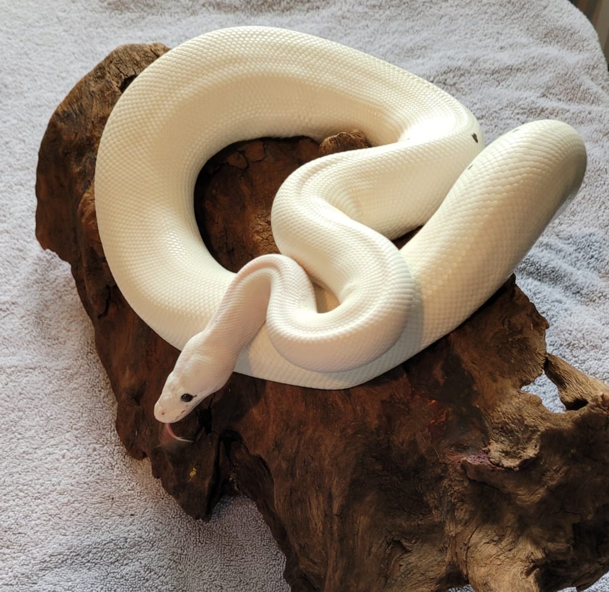 Black Pastel Firefly Piebald Proven 1.0 2019 Ball Python by Medusa ...