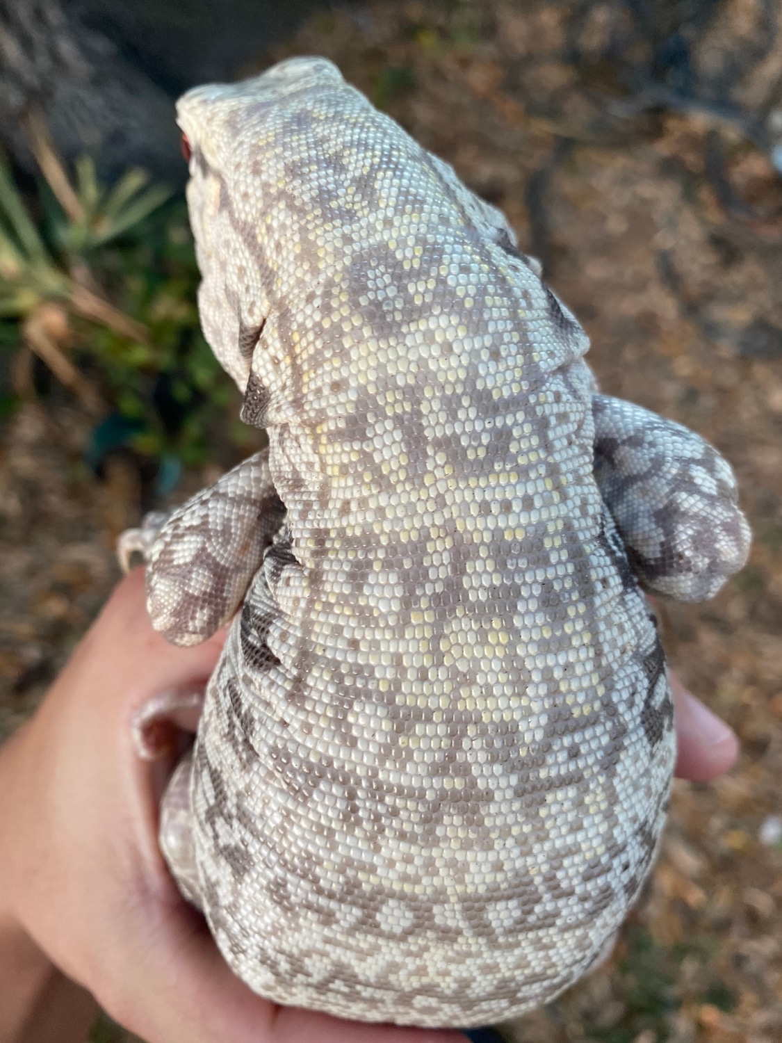 Fire & Ice X Blue Albino Salvator Tegu by Carven Animal - MorphMarket