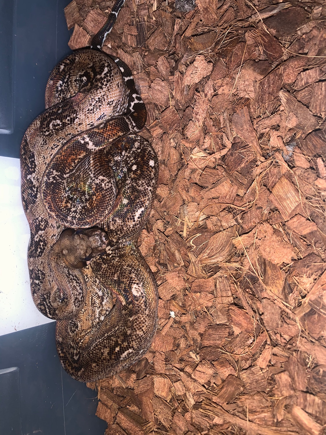 Sonoran Leopard Boa Constrictor by Diesel Constrictors - MorphMarket