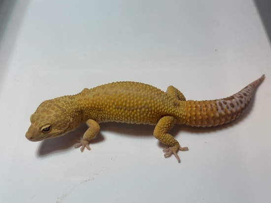 LOW RESERVE Giant Tangerine Tremper Albino Patternless Leopard Gecko by ...