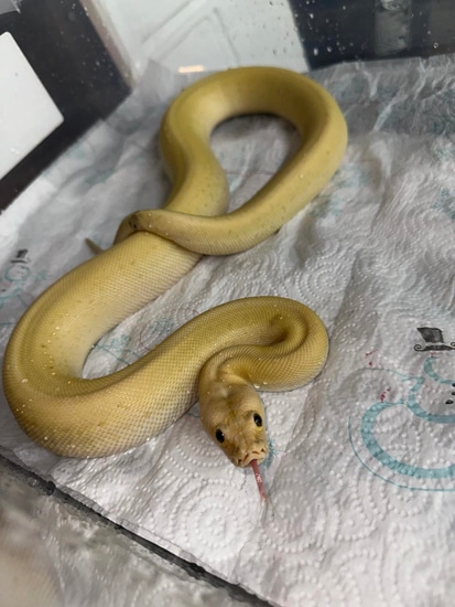 Hypo Green Granite Paradox Pos Het Albino Labyrinth Burmese Python by ...