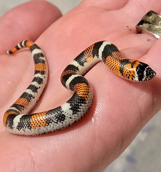 Tricolor Hognose Tri-Color Hognose by SkunkApe Serpents