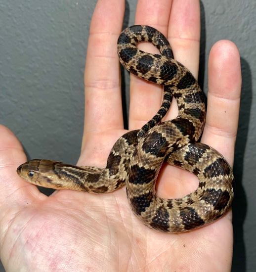 24 Cb Male Fwc False Water Cobra by SkunkApe Serpents