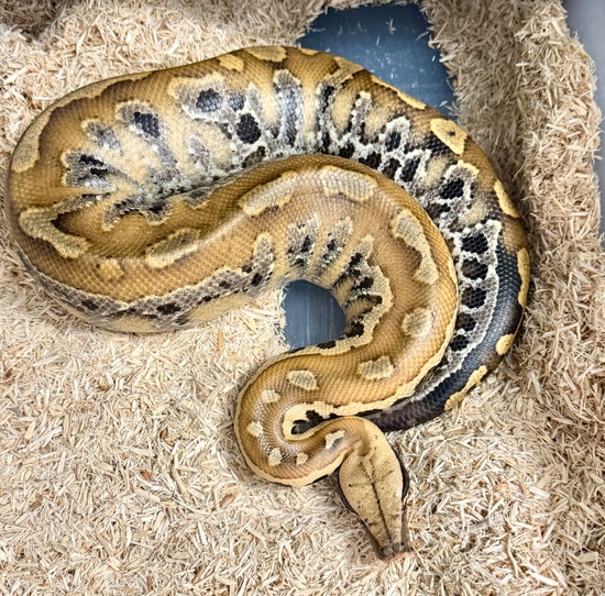 Sub Adult Female Blood Blood Python by SkunkApe Serpents