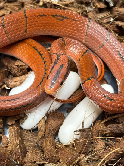 PROVEN PAIR Coxi X Vaillanti Cross Bamboo Rat Snake by SkunkApe Serpents