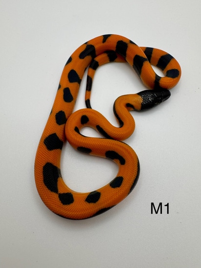 CB 25 Ringed Python More Python by SkunkApe Serpents