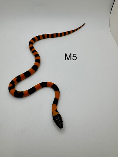 Ringed Python More Python by SkunkApe Serpents