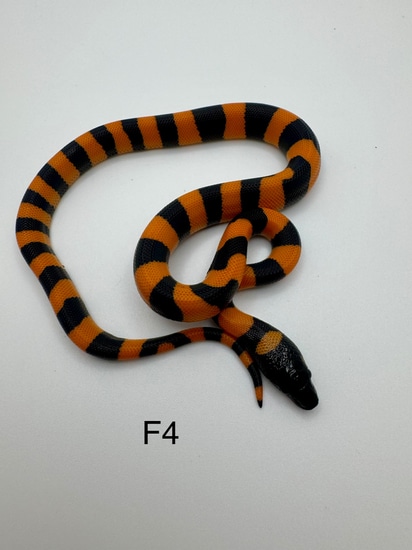 1.1 Ringed Pythons More Python by SkunkApe Serpents