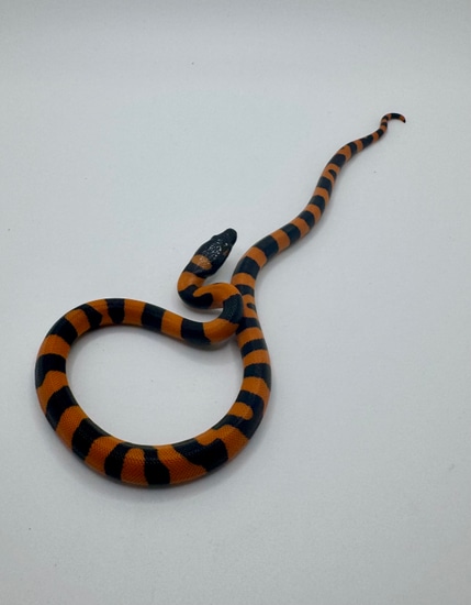 Ringed Python More Python by SkunkApe Serpents