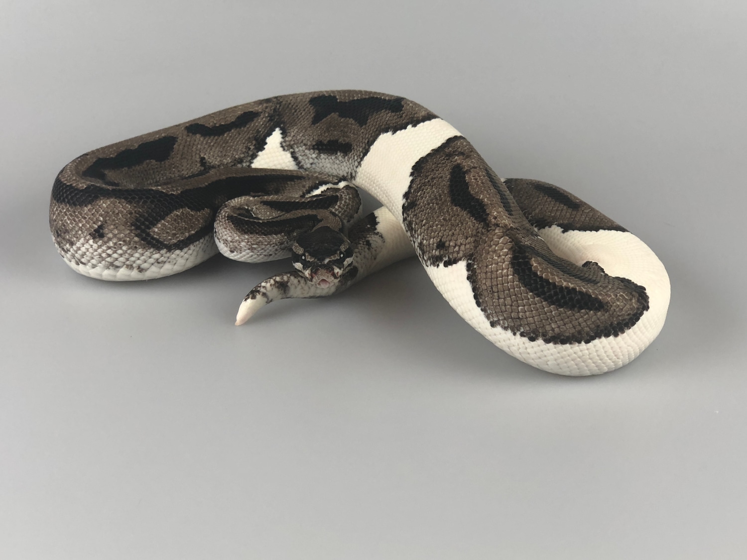 MJ Axanthic Lightning Pied 669g Ball Python by Dilectus Reptiles LLC ...