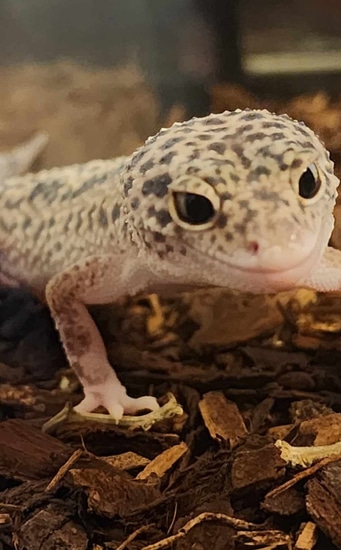 Adult Male Super Snow Reverse Stripe Het Paradox Eclipse Snake Eyes ...