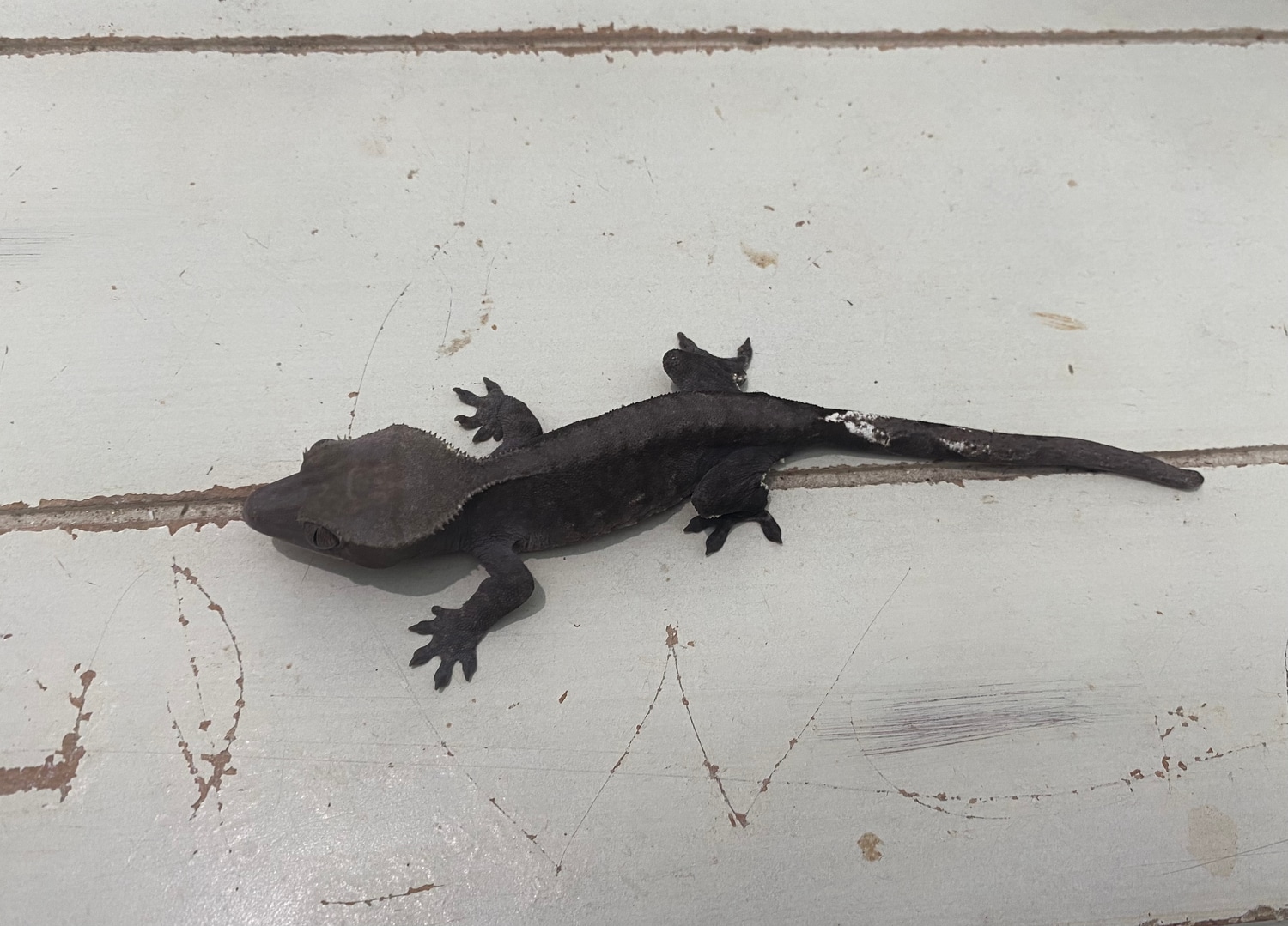 Visual Axanthic NPV Crested Gecko by Hashtag_Geckos - MorphMarket