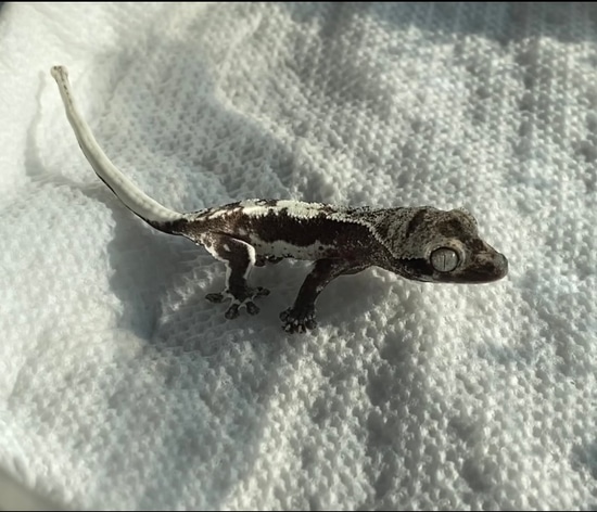 Lilly White Axanthic Crested Gecko by Hashtag_Geckos