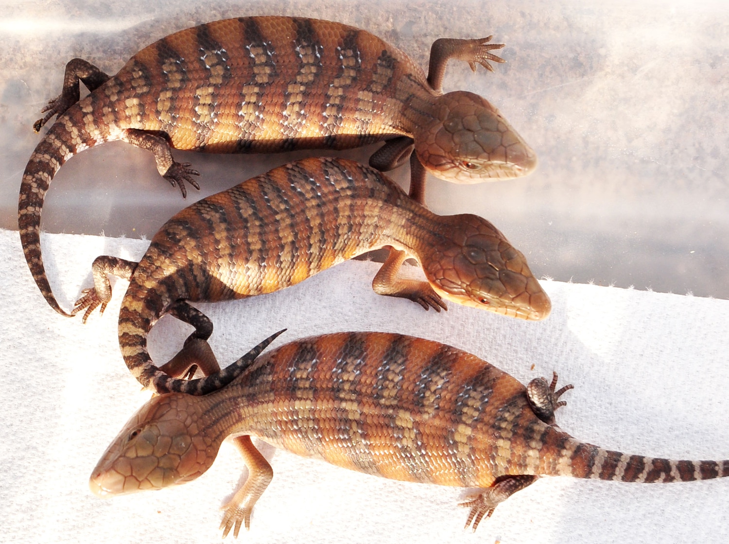 California Skink Buyers -- Baby - Available In June & July Northern ...