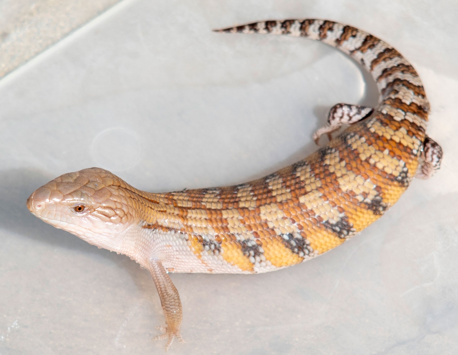 SOLD To DB - Baby -- Northern Blue-Tongued Skink by Lizard Cafe ...