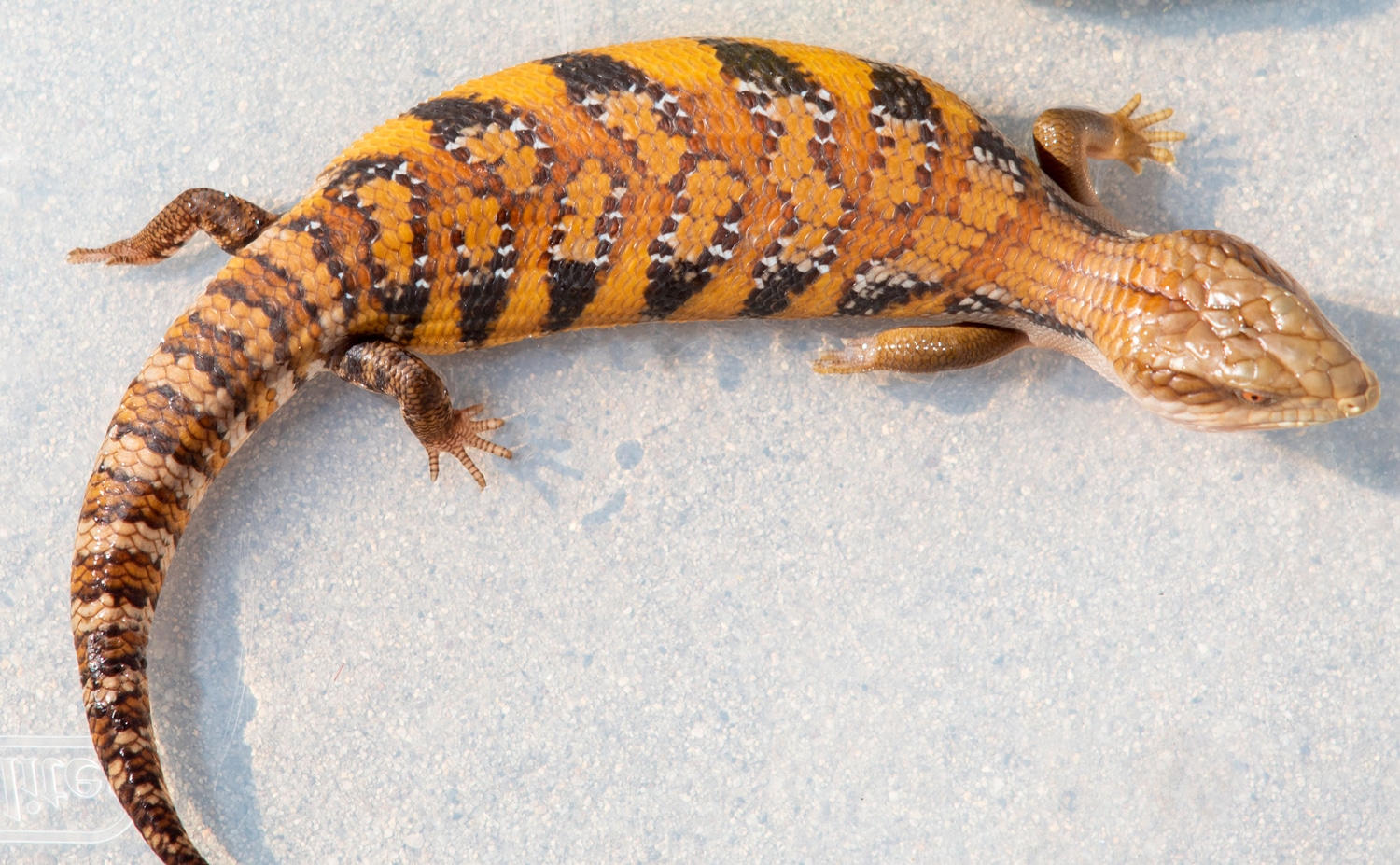 SOLD! Orange Baby -- Northern Blue-Tongued Skink by Lizard Cafe ...