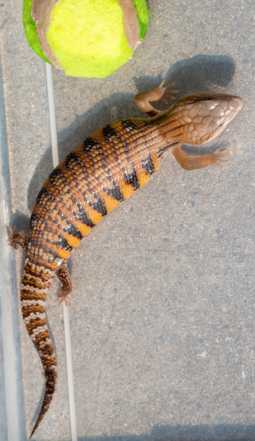 HOLD -- Baby -- Northern Blue-Tongued Skink by Lizard Cafe - MorphMarket