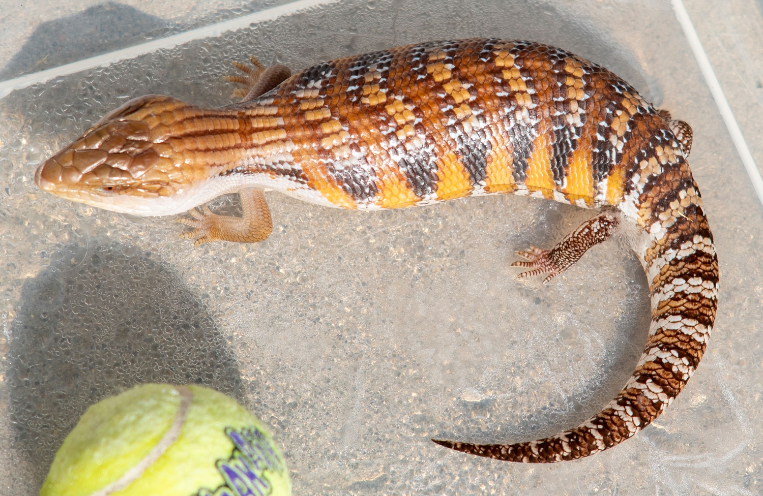 HOLD! -- Baby -- Northern Blue-Tongued Skink by Lizard Cafe - MorphMarket