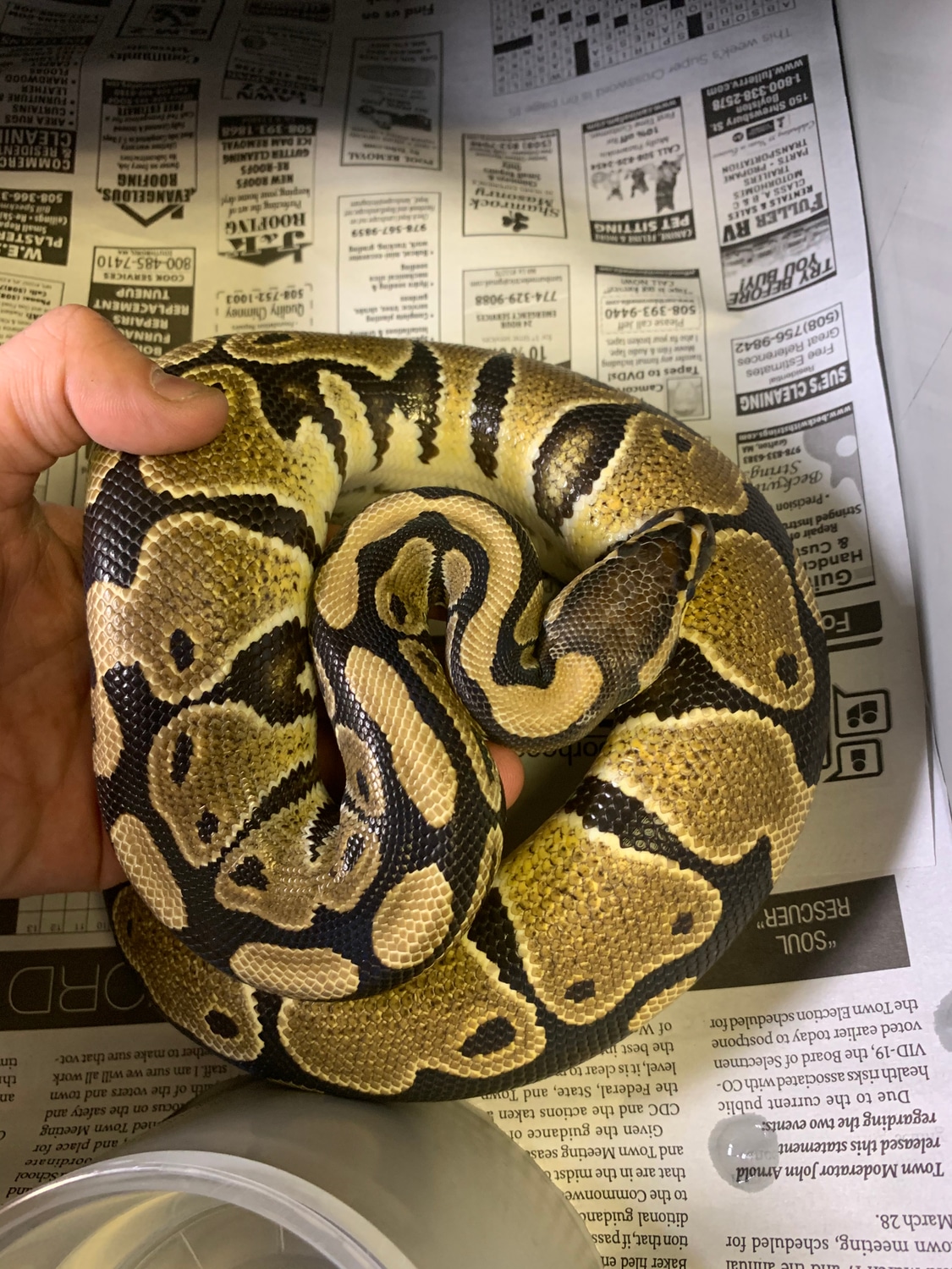 Pair Of Double Het Albino/clown Ball Python by Dinky Reptiles and ...