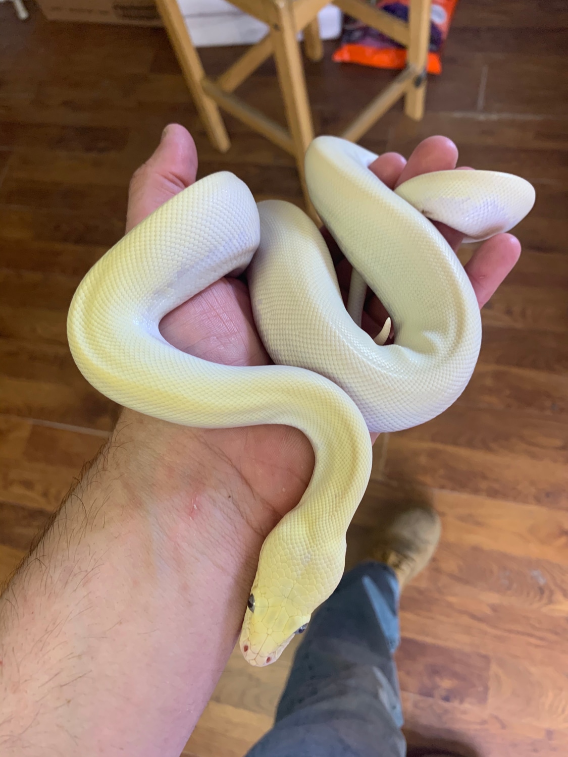 Blue Eyed Ivory Burmese Python by Dinky Reptiles and Aquatics - MorphMarket