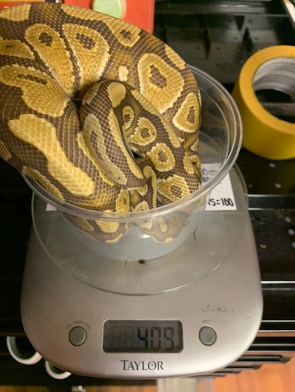 Male Caramel Ball Python by Dinky Reptiles and Aquatics