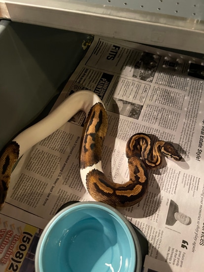 Adult Male Piebald Ball Python by Dinky Reptiles and Aquatics
