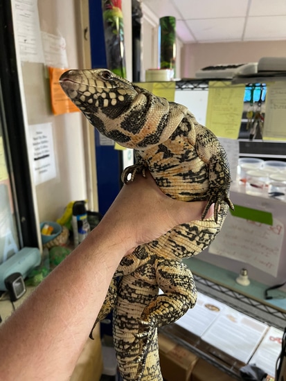 Adult Female Blue Tegu Argentine Tegus by Dinky Reptiles and Aquatics