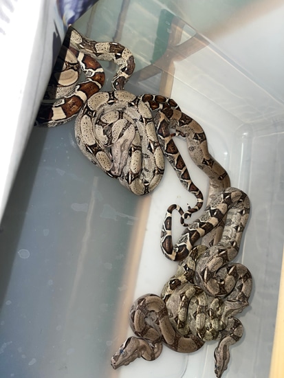 Columbian Red Tail Boas Boa Constrictor by Dinky Reptiles and Aquatics