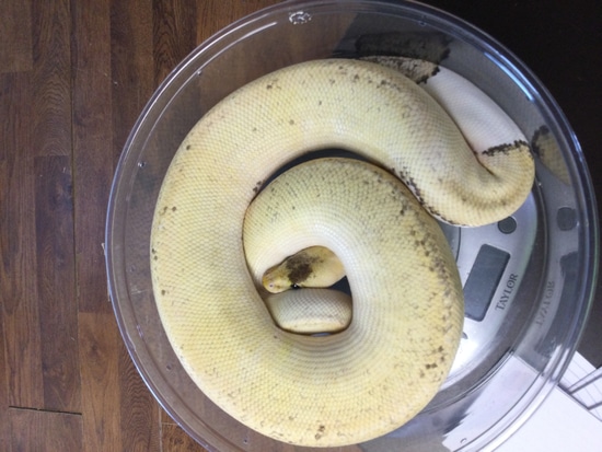 CHampagne Pewter BAll Python Ball Python by Dinky Reptiles and Aquatics