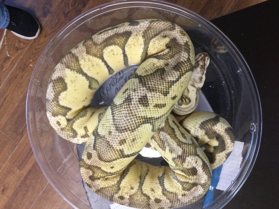 SuperFly Ball Python by Dinky Reptiles and Aquatics