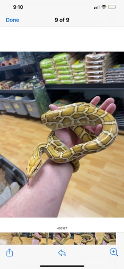 2021 Female Caramel 2’-3’ Burmese Python by Dinky Reptiles and Aquatics