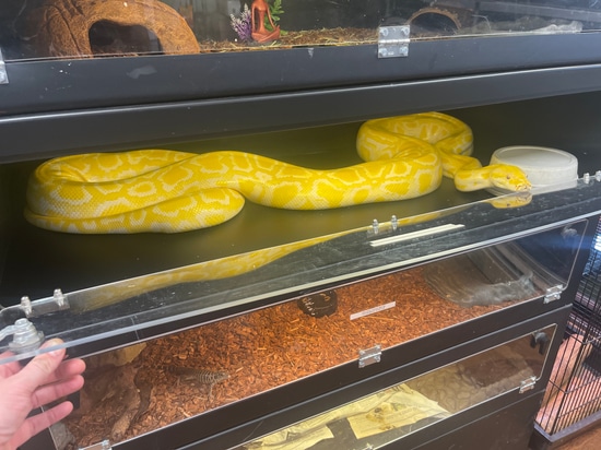 11’ Female Albino Burmese Python by Dinky Reptiles and Aquatics