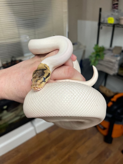 Spied Ball Python by Dinky Reptiles and Aquatics