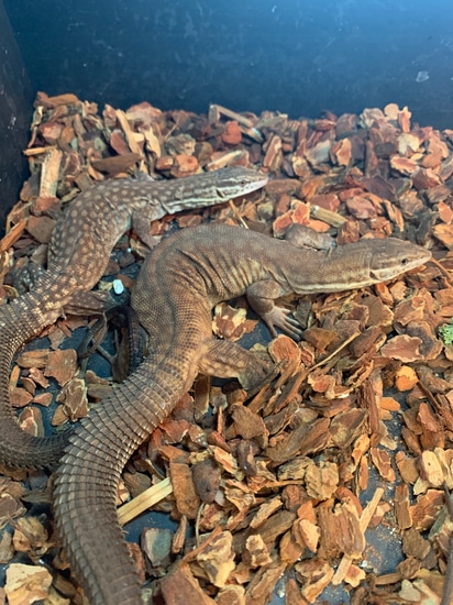 Pair Of Ackie Monitors by Dinky Reptiles and Aquatics