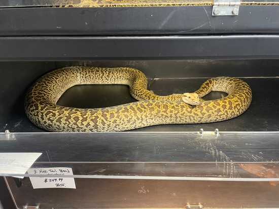 Granite Burmese Het Albino Dwarf Burmese Python by Dinky Reptiles and ...