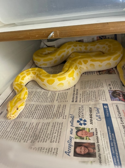 2021 Female Pearl Burmese Python by Dinky Reptiles and Aquatics