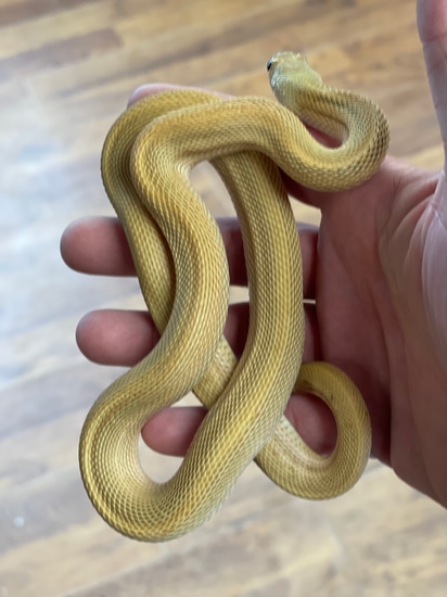 Male Super Forks Gopher Snake by Dinky Reptiles and Aquatics