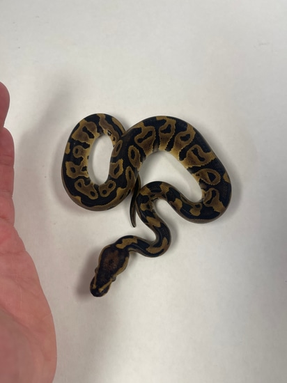 Group Of Enchi Ball Pythons by Dinky Reptiles and Aquatics