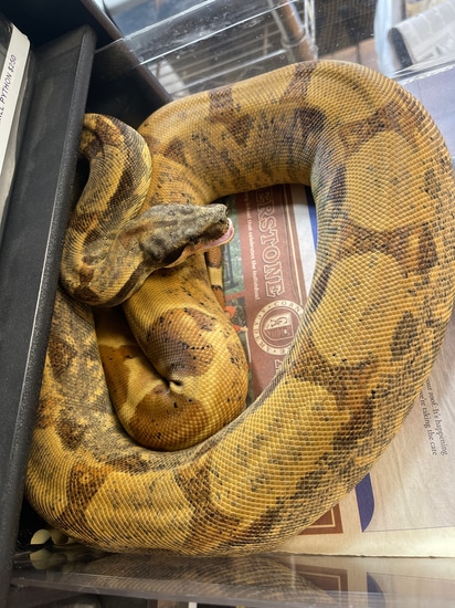 Female Hypo Columbian Boa Boa Constrictor by Dinky Reptiles and Aquatics