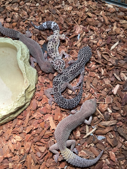 Leopard Gecko Group by Dinky Reptiles and Aquatics